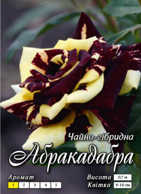 Роза Абракадабра - ROZETKA | Купить недорого саженцы розы Абракадабра в ...
