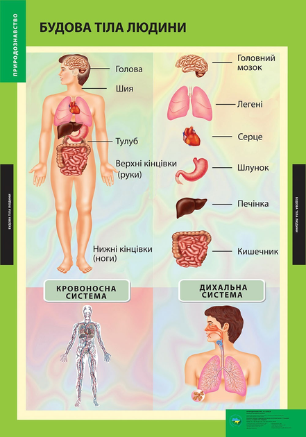 ПЛАКАТ Будова тіла людини фото отзывы характеристики в интернет