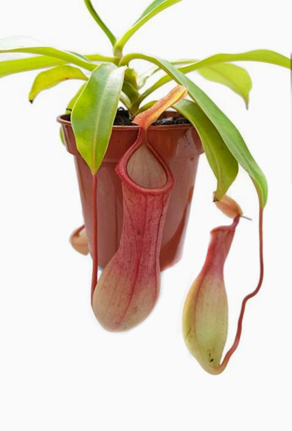 Растение хищник Непентес Салат AlienPlants Nepenthes "Alata" (SUN005CP ...