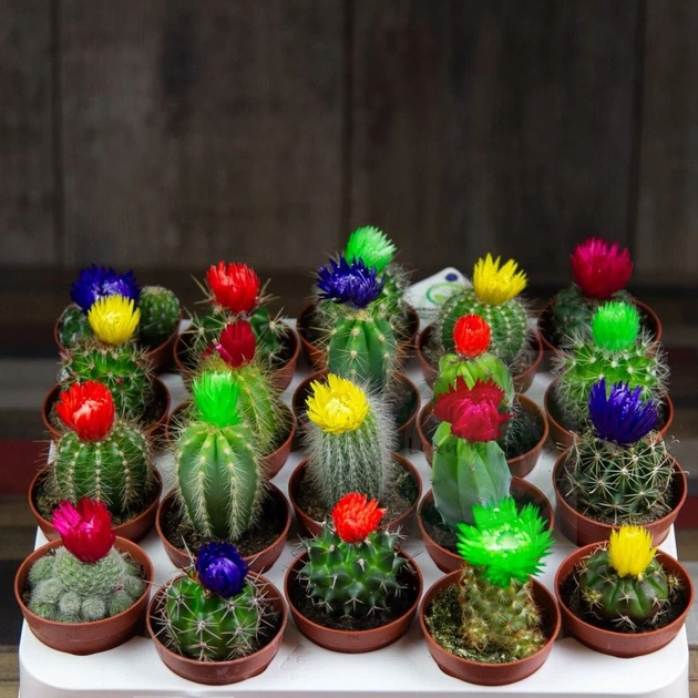 Курс - Почему не растет кактус ? – фото, отзывы, характеристики в ...