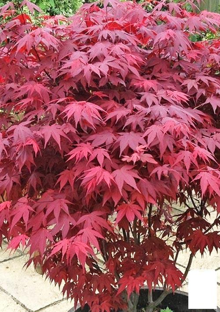 Клен веерный пальмолистный "Атропурпуреум"(Acer palmatum 'Atropurpureum ...