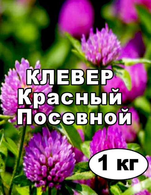 Семена Клевер красный (магниченный) от 1 кг (на развес) – купить онлайн ...