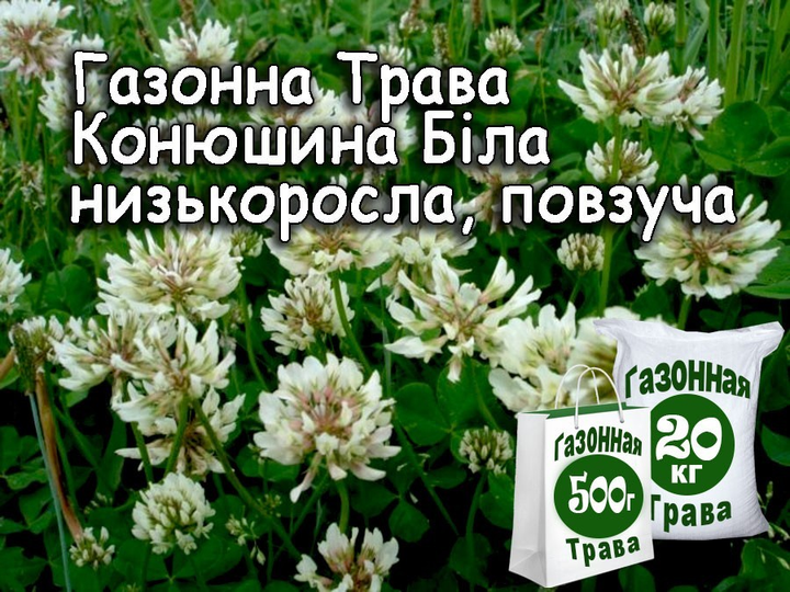 Клевер Ривендел - ROZETKA | Купить семена клевера Ривендел в Киеве: 🍀 ...