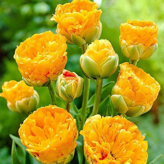 Луковицы Яскрава Тюльпан Махровый + Многоцветковый Double Beauty of ...