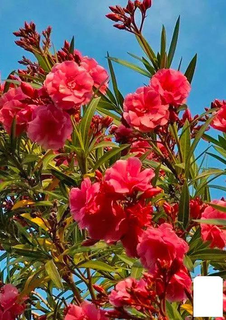 Олеандр душистый (60473) – купить онлайн на ROZETKA