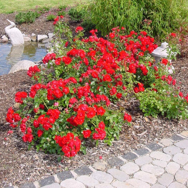 Роза почвопокровная Ред вельвет, Rosa Red Velvet – фото, отзывы ...