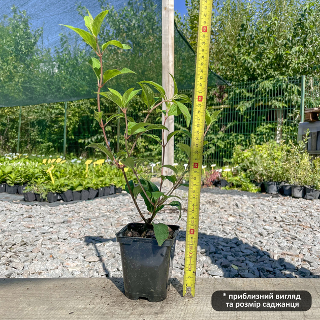 Саженцы Гортензии метельчатой Фрайз Мельба (Hydrangea paniculata Fraise ...