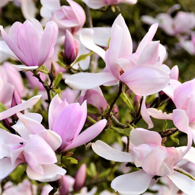 Саженцы Магнолии Пинки (Magnolia Pinkie) Р9, сеянец – купить онлайн на ...
