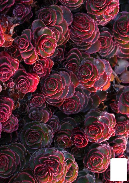 Очиток ложный "Кровь Драконов" (Sedum spurium "Dragons Blood") (94933 ...