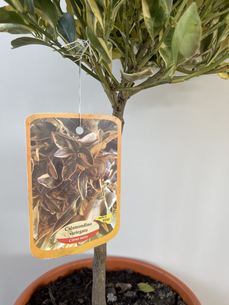 Цитрус каламондин Citrus Calamindino Variegato, высота 50-70см, объем ...