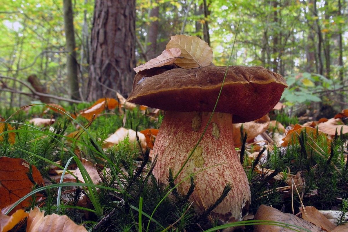 Мицелий Дубовика крапчатого, Boletus erythropus 100 г – фото, отзывы ...