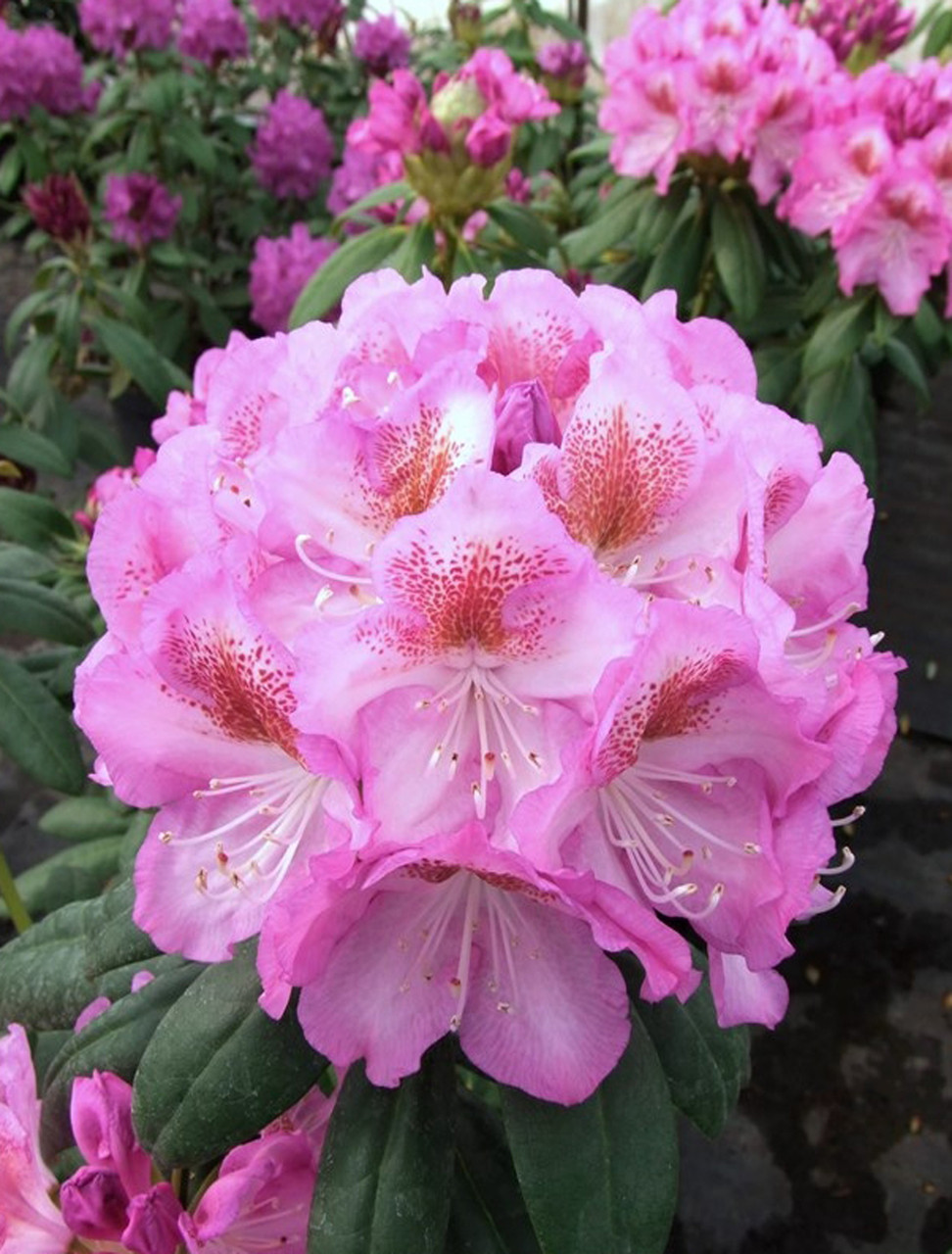 Рододендрон Kazimierz Odnowiciel /Royal Violet / Rododendron Kazimierz ...