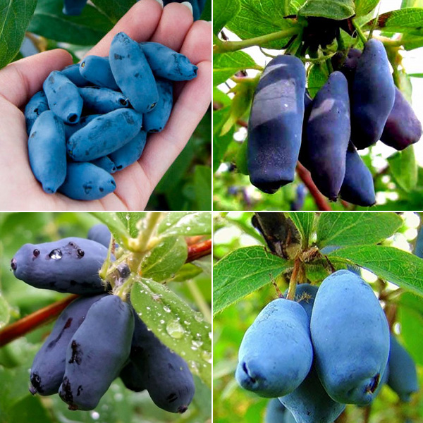 Саджанці плодових кущів Яскрава Комплект саджанців жимолості Перші вітаміни 51694 фото