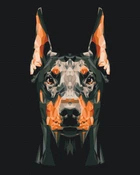 Картина за номерами Доберман Brushme 40 х 50 BS53693 – фото, відгуки, характеристики в інтернет ...